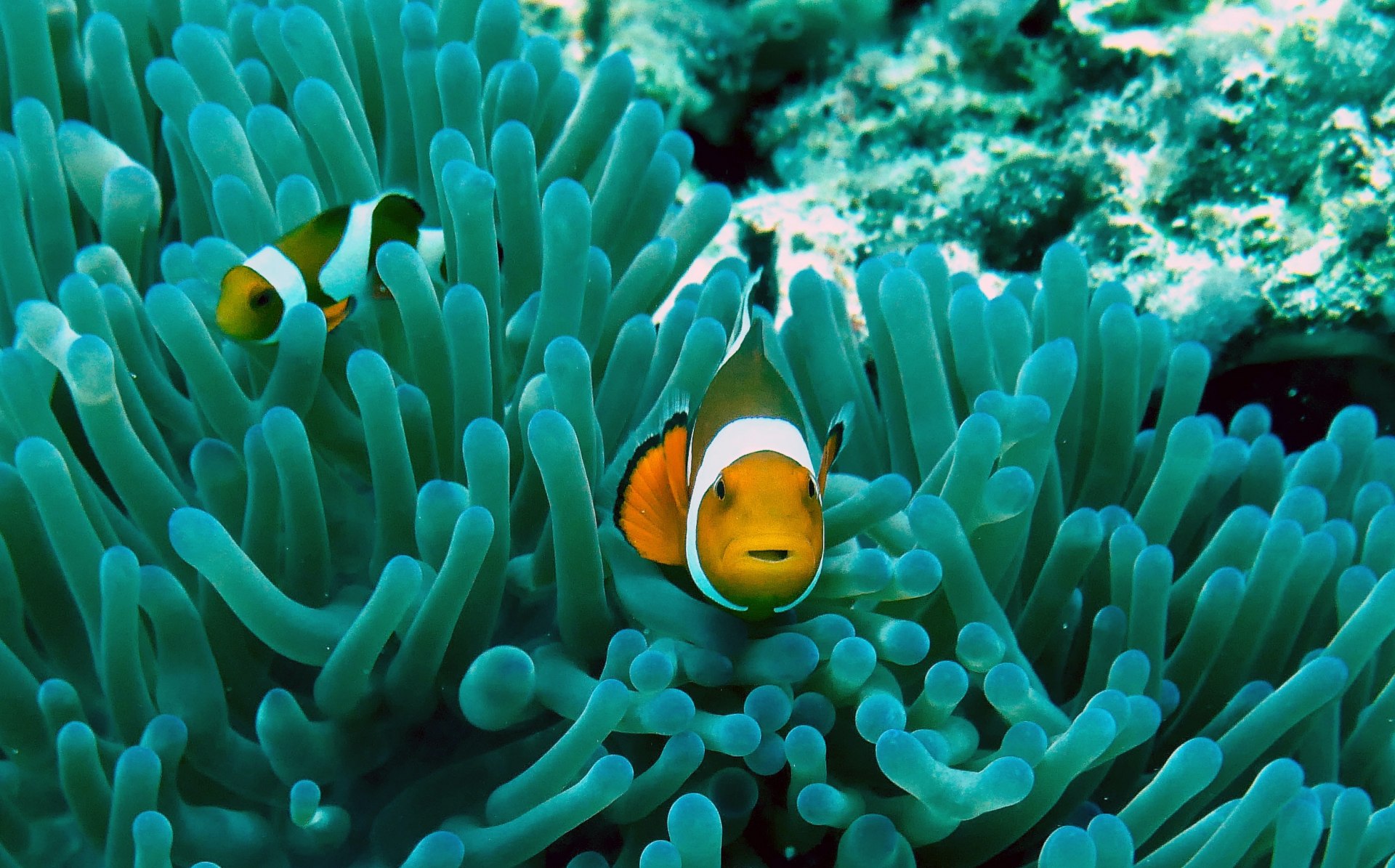 Finding Nemo Characters Quizzes - LifeShouts.com
