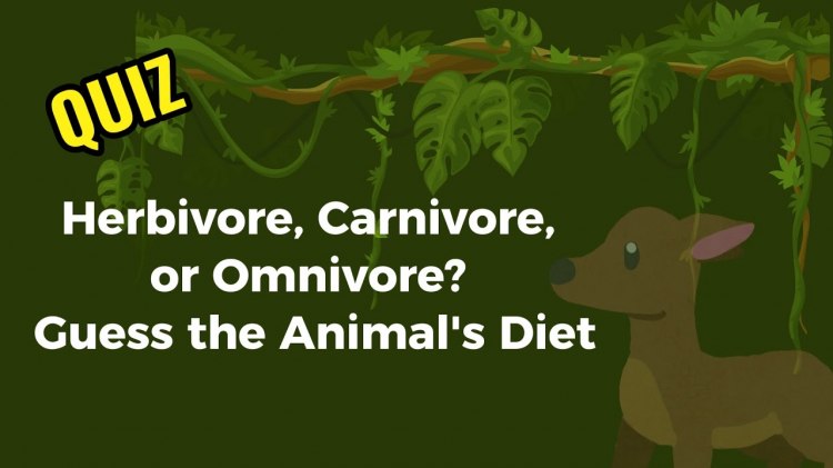 Can You Guess the Animal's Diet? Herbivore, Carnivore, or Omnivore ...
