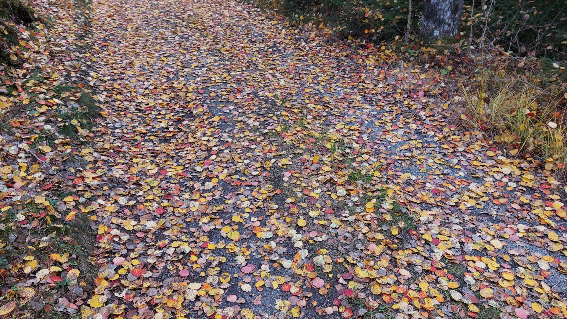 Fall Leaf Personality Match - LifeShouts.com